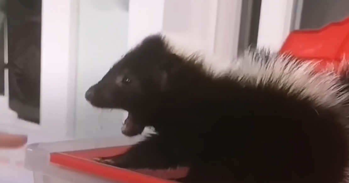 Baby skunk adorably stomps feet to remind us he's in charge