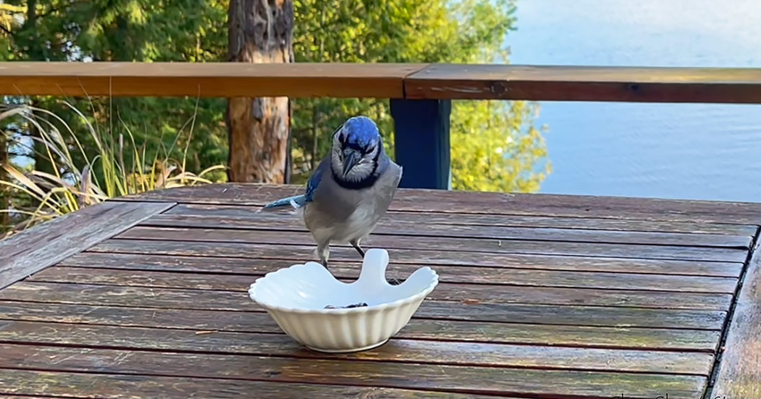 Blue Jay responds to woman’s clapping, becomes regular visitor – Madly Odd!
