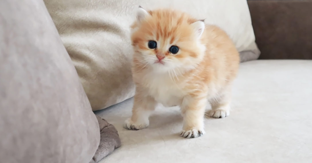 “Dangerous” kitten causes cuteness overload in adorable and funny video ...