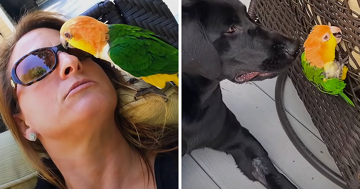 Attention stealing parrot’s antics earn him the title of “biggest drama ...