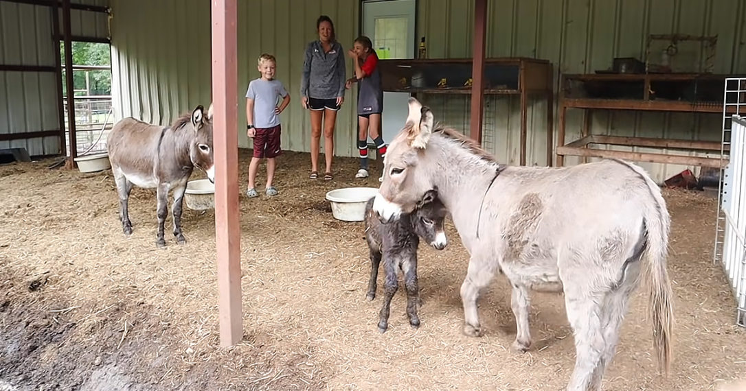 Newborn miniature donkey’s protective mama won’t let anyone get close ...