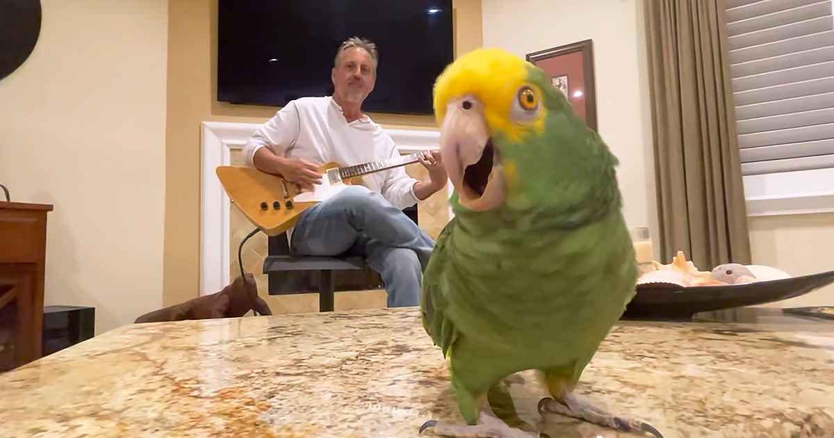 Parrot sings Cheap Trick’s ‘Surrender’ in adorable home movie