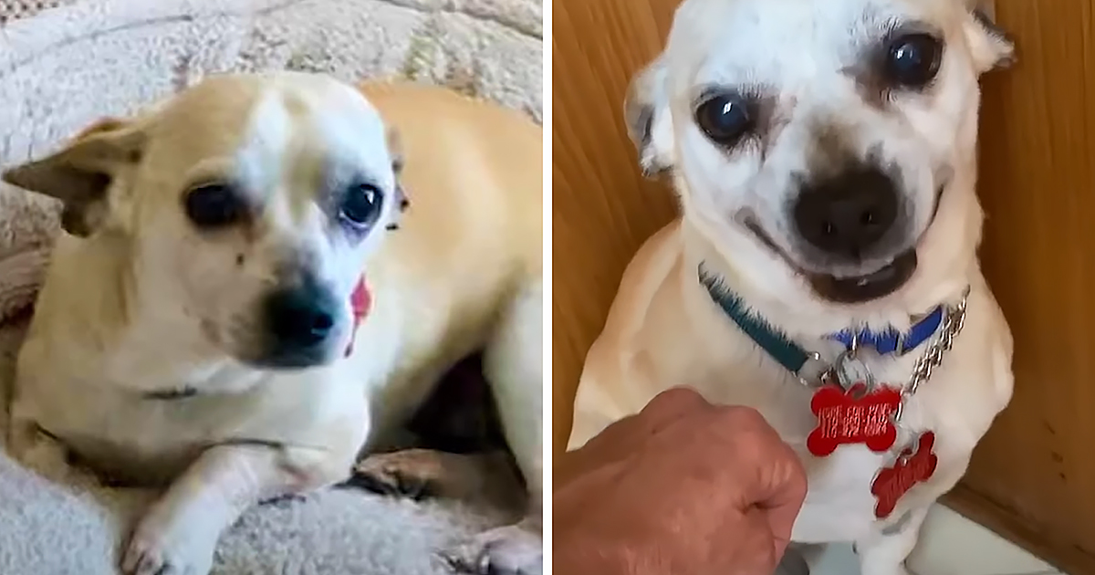 Terrified rescue dog gets first-ever TLC, transforms into happy pup