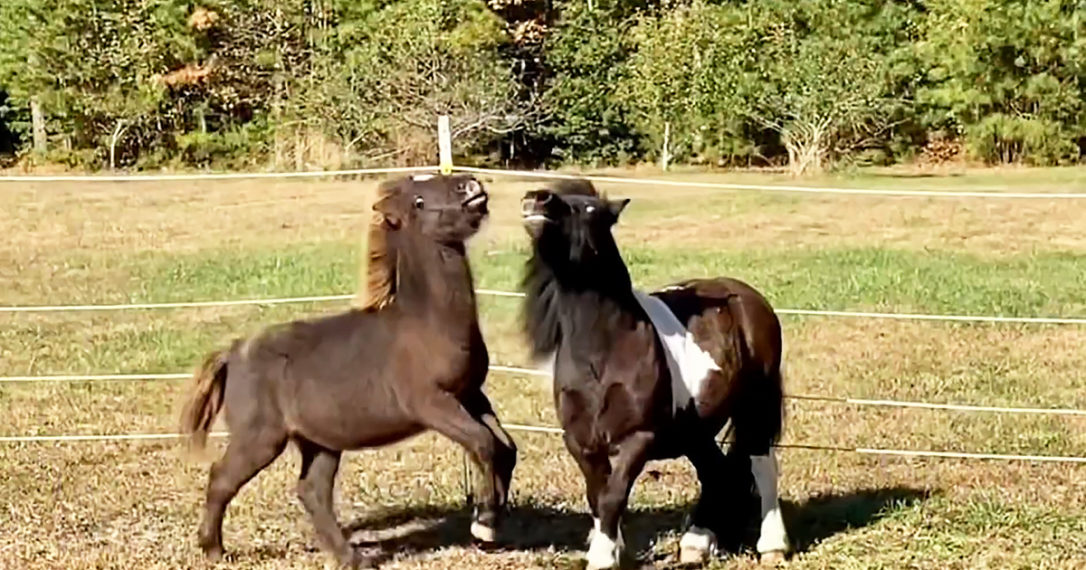 Two adorable miniature horses spend afternoon playfighting – Madly Odd!