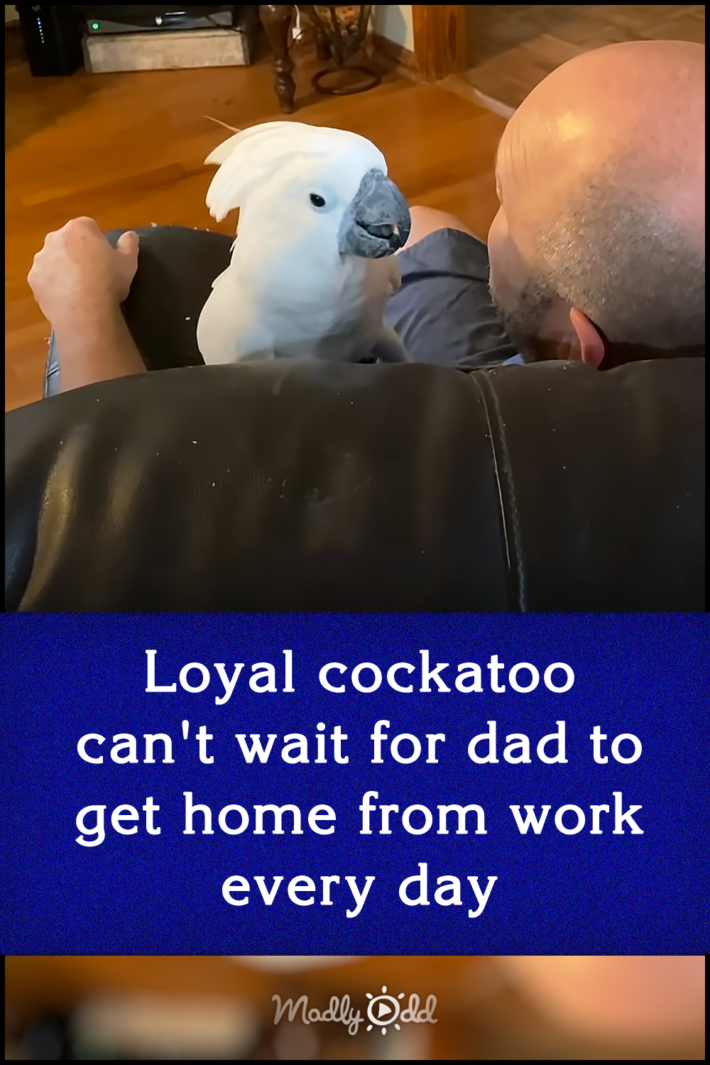 Loyal cockatoo can’t wait for dad to get home from work every day