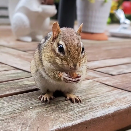 Adorable chipmunk accidentally plants an oak tree