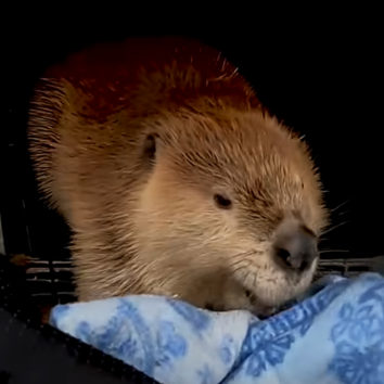 Adorable rescued beaver can’t sleep without his blankie – Madly Odd!