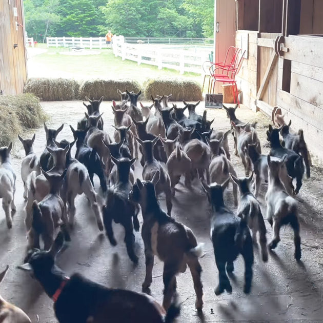 Baby goats run obstacle course for mama’s milk – Madly Odd!