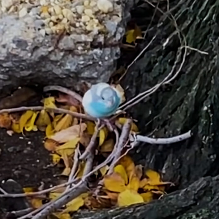 Caring woman adopts tiny lost parakeet, and they become best friends