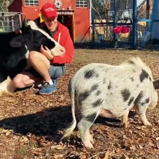 Cow’s life is changed forever when a loving family accepts her as their own
