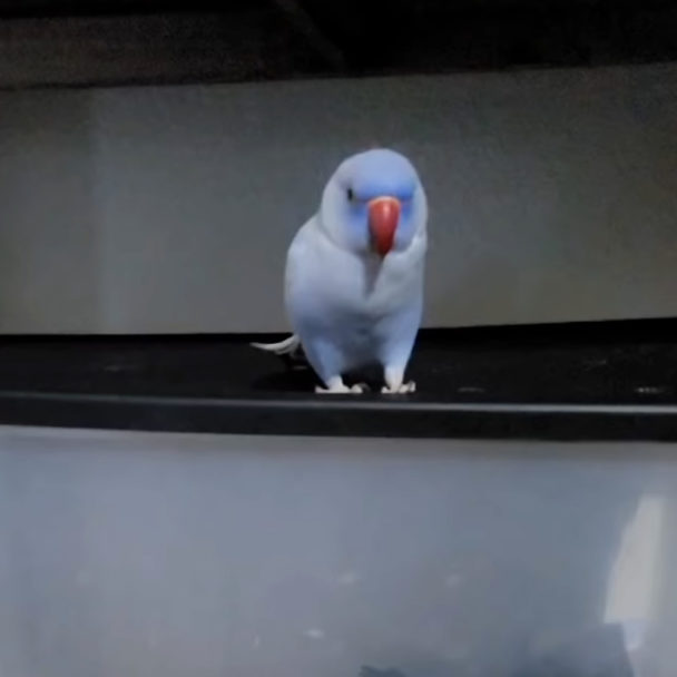Disabled parrot becomes protective uncle to baby birds – Madly Odd!