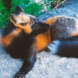 Extremely rare melanistic cross fox spotted out in the wild