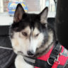 Grumpy Husky feels like a million bucks after his therapeutic swim