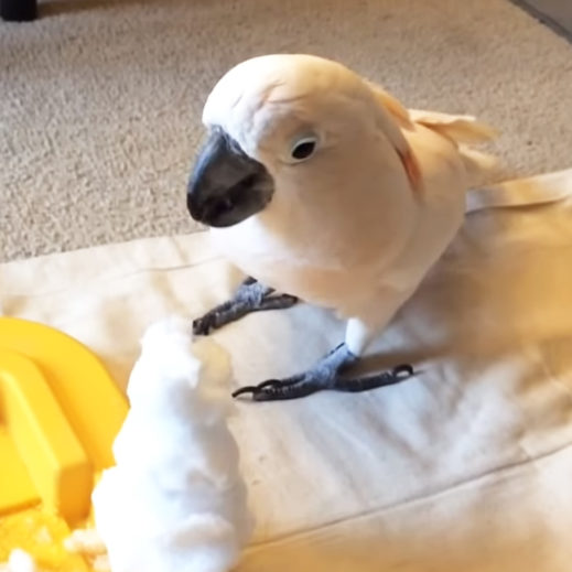 Handsome cockatoo enjoys his first time playing with snow – Madly Odd!
