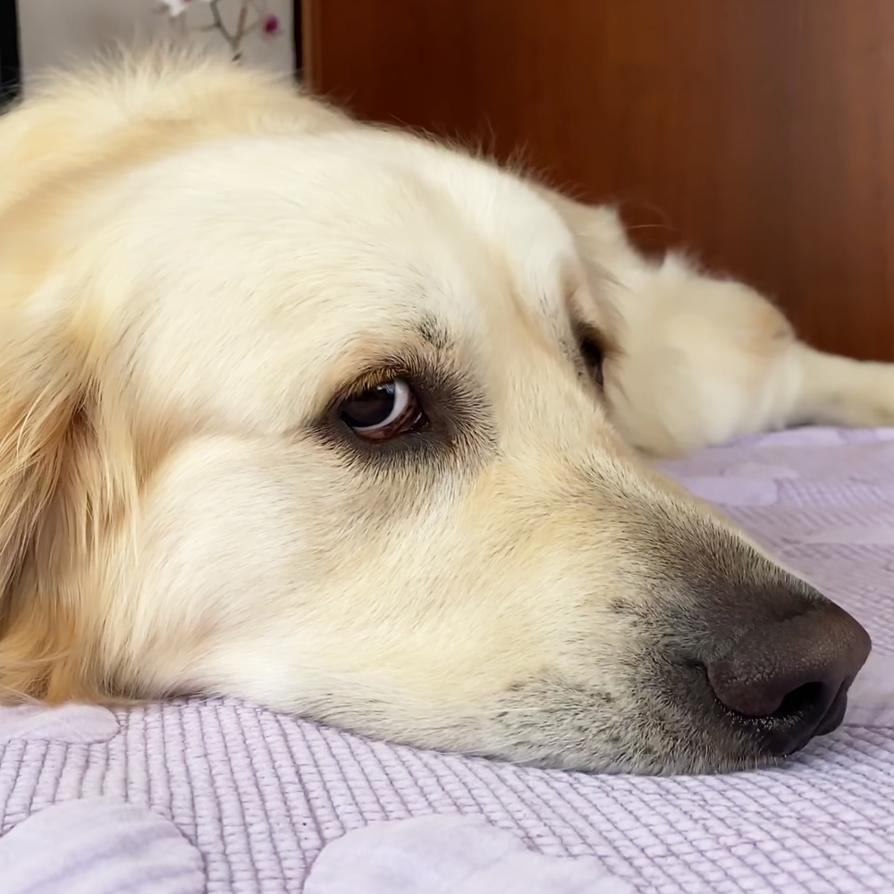 Kindhearted baby bunnies comfort sad Golden Retriever – Madly Odd!