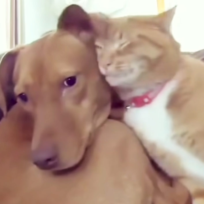 Kindhearted cat gives comforting cuddles to anxious dog – Madly Odd!