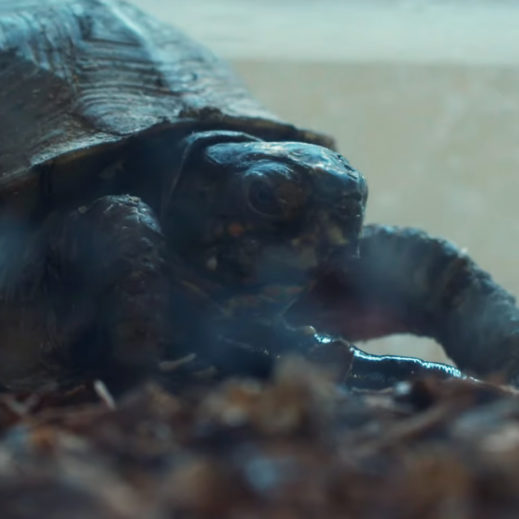 Kindhearted man discovers how to make his pet turtle happy