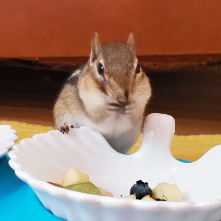 Kindhearted woman feeds her chipmunk friends every morning – Madly Odd!