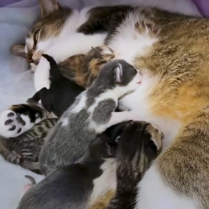 Pregnant rescue cat gives birth to six equally adorable kittens