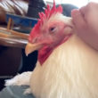 Rescued chicken behaves like a dog, loves to cuddle for hours