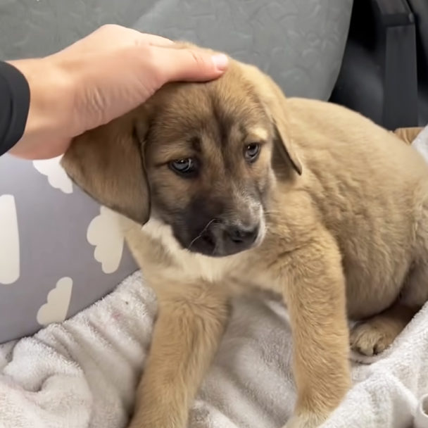 Rescued puppy finds loving new home with kids, dogs and a yard to play in