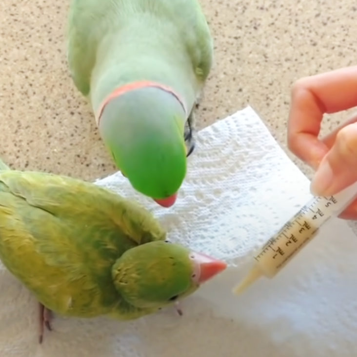 Sweet little parrot gets boisterous baby sister and hilarity ensues