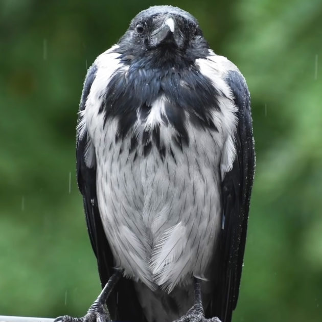 Woman befriends wild crow that visits her everyday – Madly Odd!