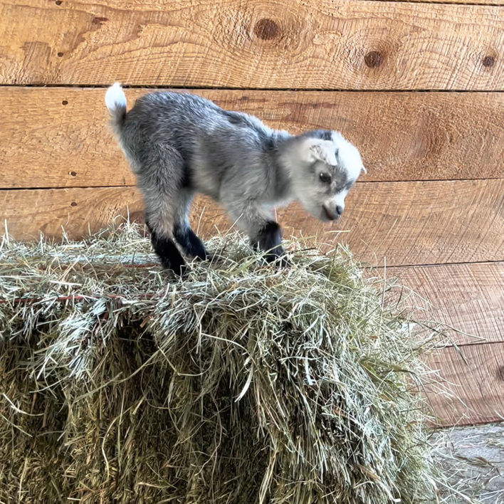 Adorable 29-ounce baby goat thinks she's a puppy.