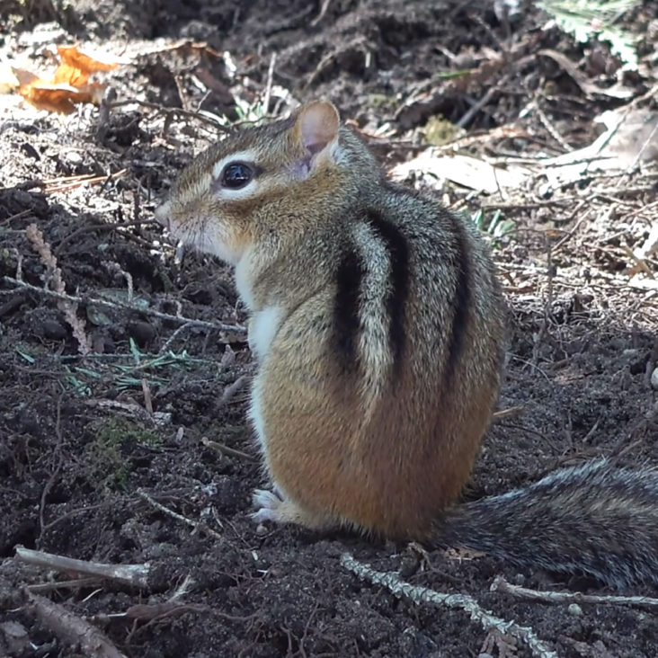 Adorable chipmunk accidentally plants an oak tree