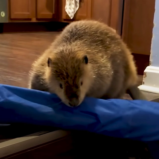 Adorable rescued beaver can’t sleep without his blankie – Madly Odd!
