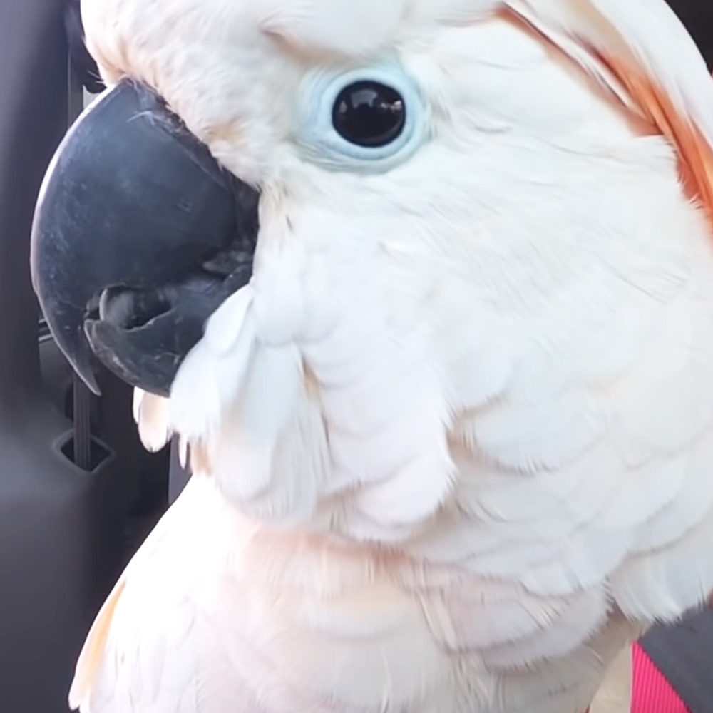 Cheeky cockatoo shares strong opinions with unsuspecting Walmart shoppers
