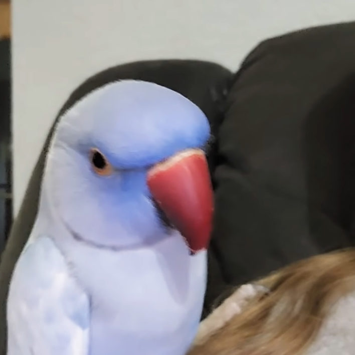 Disabled parrot becomes protective uncle to baby birds – Madly Odd!