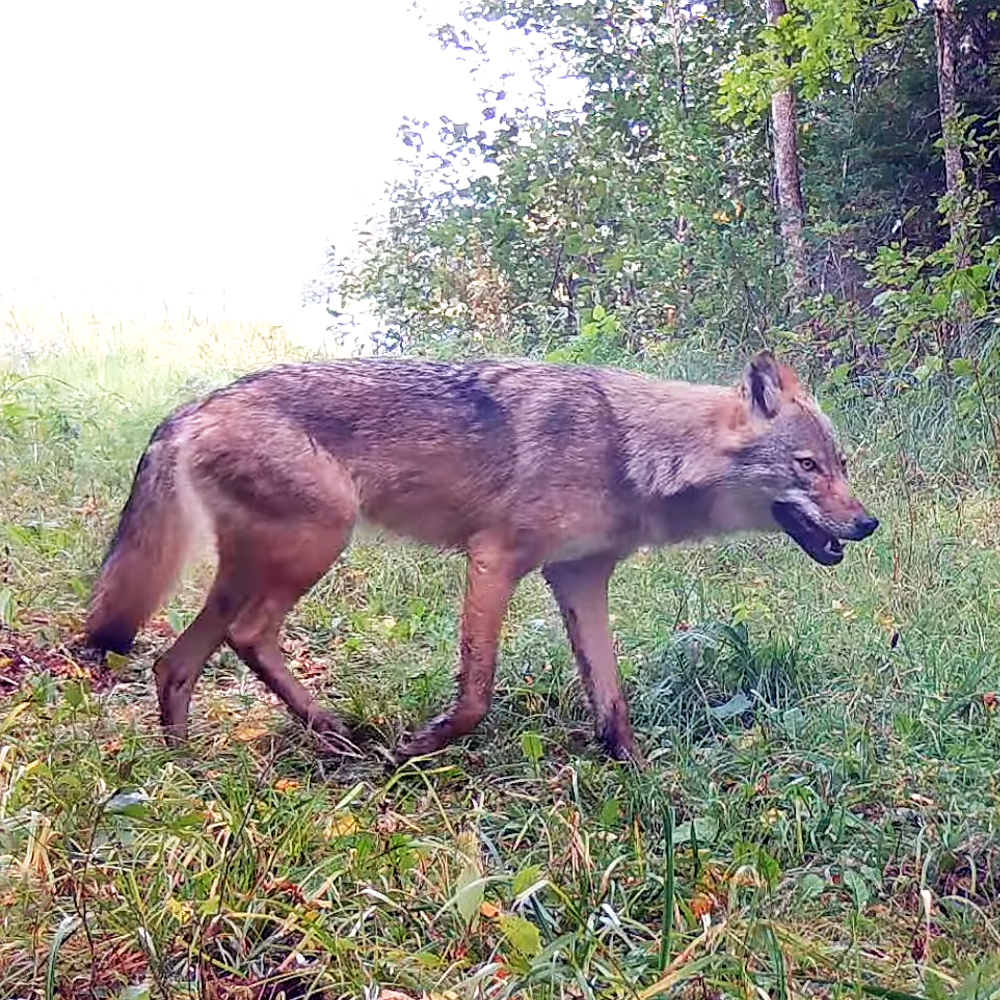 Extraordinary wildlife caught on camera on Wolf and Bear Highway