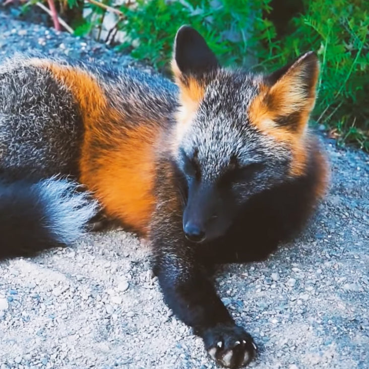 Extremely rare melanistic cross fox spotted out in the wild – Madly Odd!