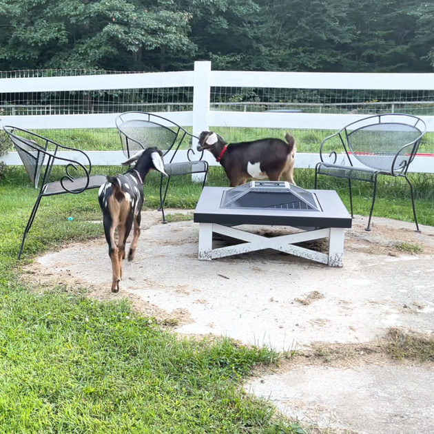 Happy goats dance around outside the barn every evening