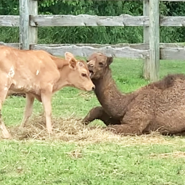 Rescued baby camel and baby cow become inseparable friends – Madly Odd!