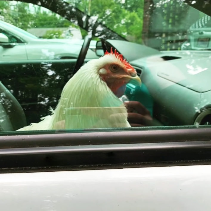 Rescued chicken behaves like a dog, loves to cuddle for hours