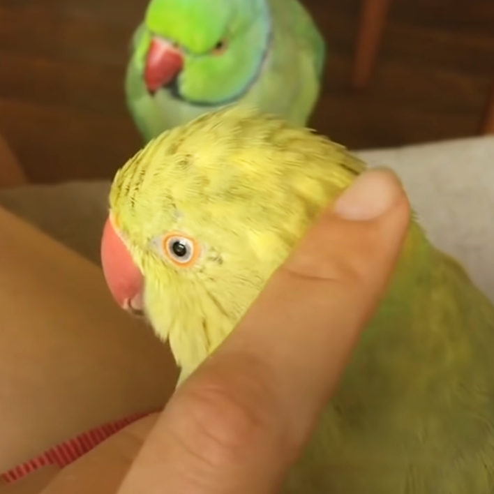 Sweet little parrot gets boisterous baby sister and hilarity ensues ...
