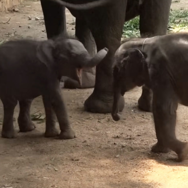 Twin baby elephants have the most adorable gestures while playing ...