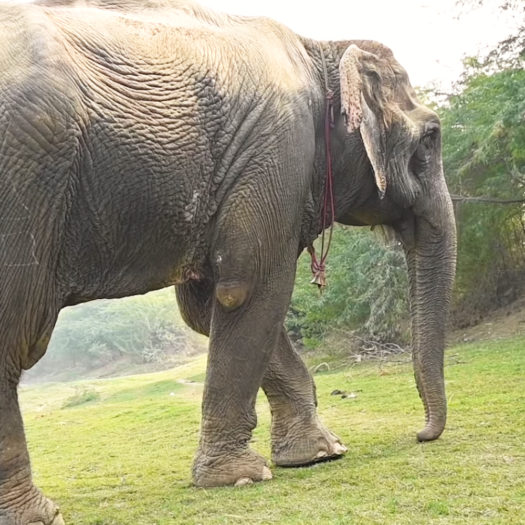 Visually impaired senior elephant takes her first steps of freedom