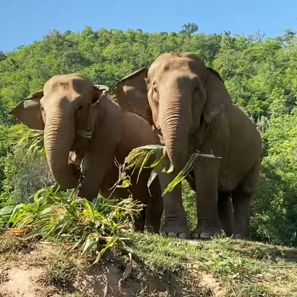 Woman meets her old elephant friend in emotional reunion – Madly Odd!