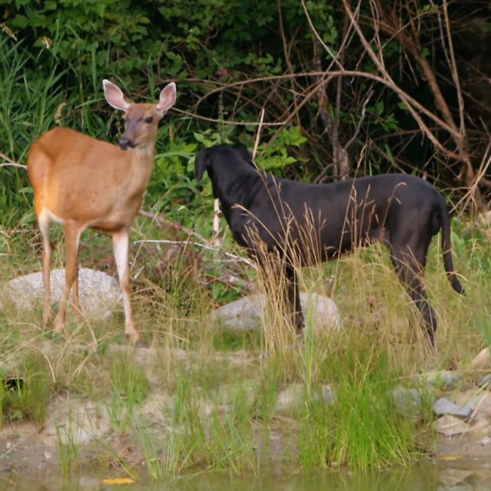 Woman travels the world exploring unusual animal relationships – Madly Odd!