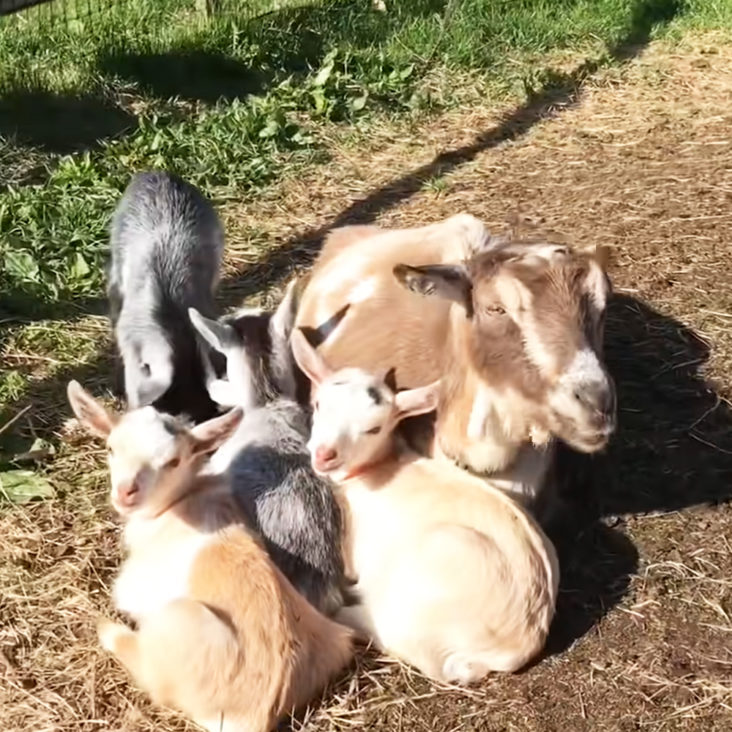 53 baby goats make farmers laugh with hilarious morning antics