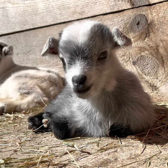 Adorable 29-ounce baby goat thinks she's a puppy.