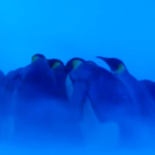 Baby penguin braves harrowing blizzard is search of mum