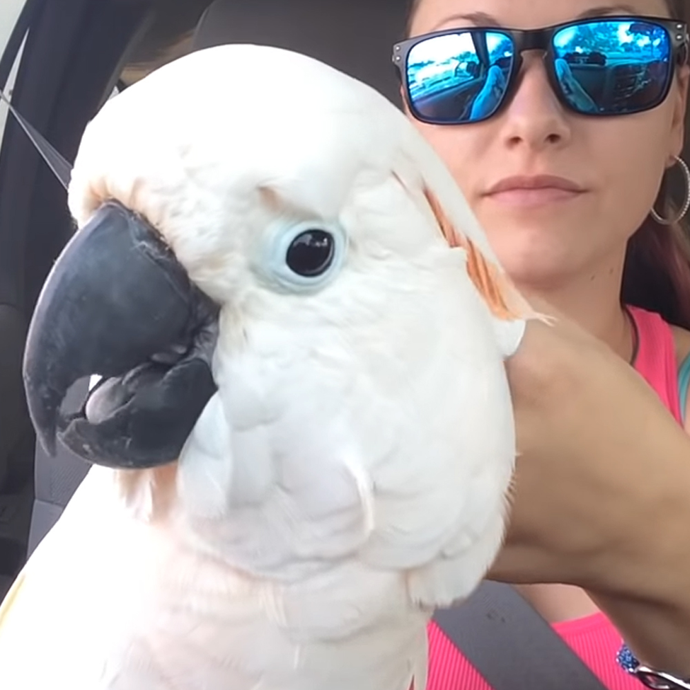 Cheeky cockatoo shares strong opinions with unsuspecting Walmart shoppers