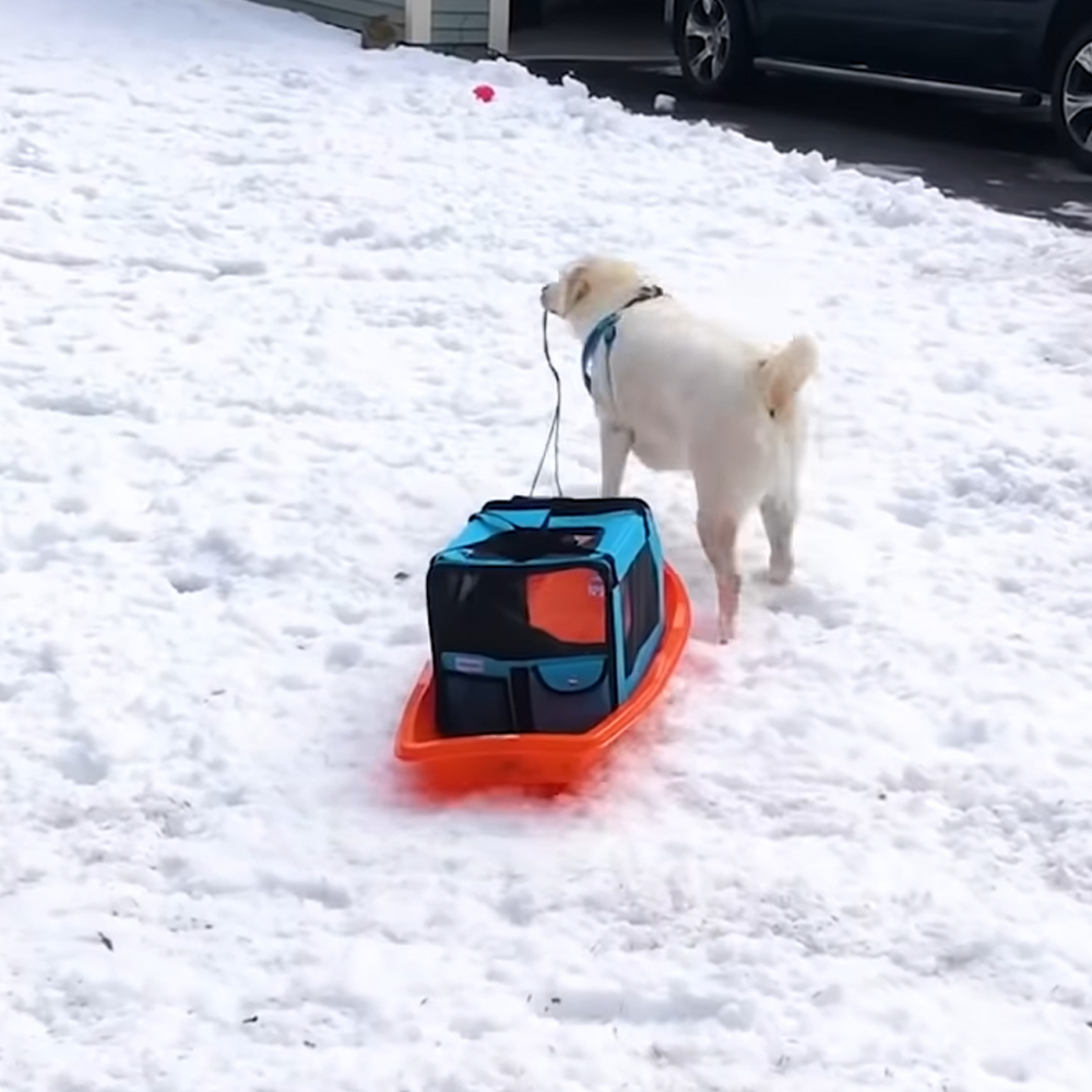 Dog pulls cat around in sled and cat cannot get enough