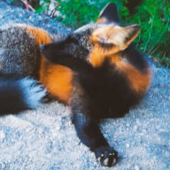 Extremely rare melanistic cross fox spotted out in the wild