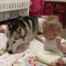 Gentle husky has adorable playdate with twin babies