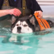 Grumpy Husky feels like a million bucks after his therapeutic swim